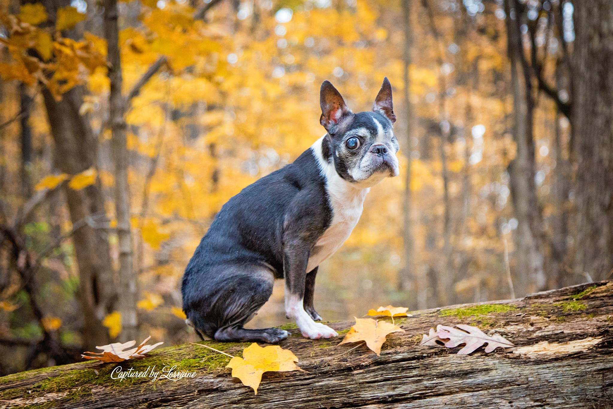 Fall Dog Photoshoot ⋆ Captured by Lorraine Portraits